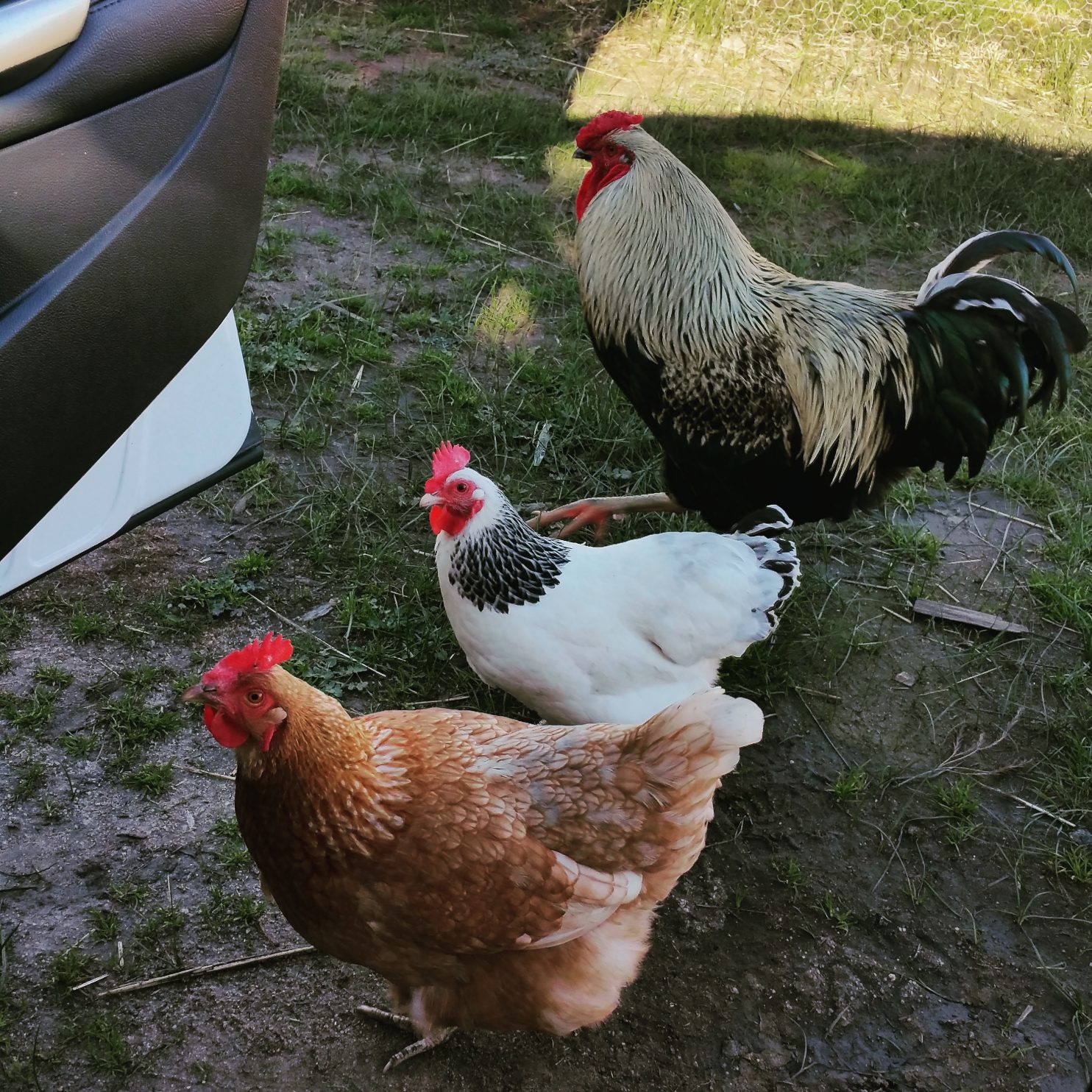 Backyard Chooks - Geelong Sustainability